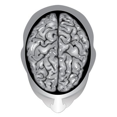 Human Brain Top View Stock Illustrations – 973 Human Brain Top View ...