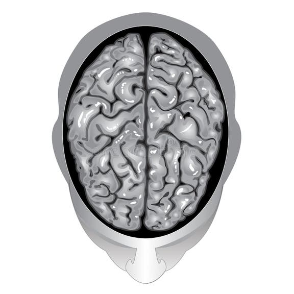 Human Brain Top View Stock Illustrations – 891 Human Brain Top View ...