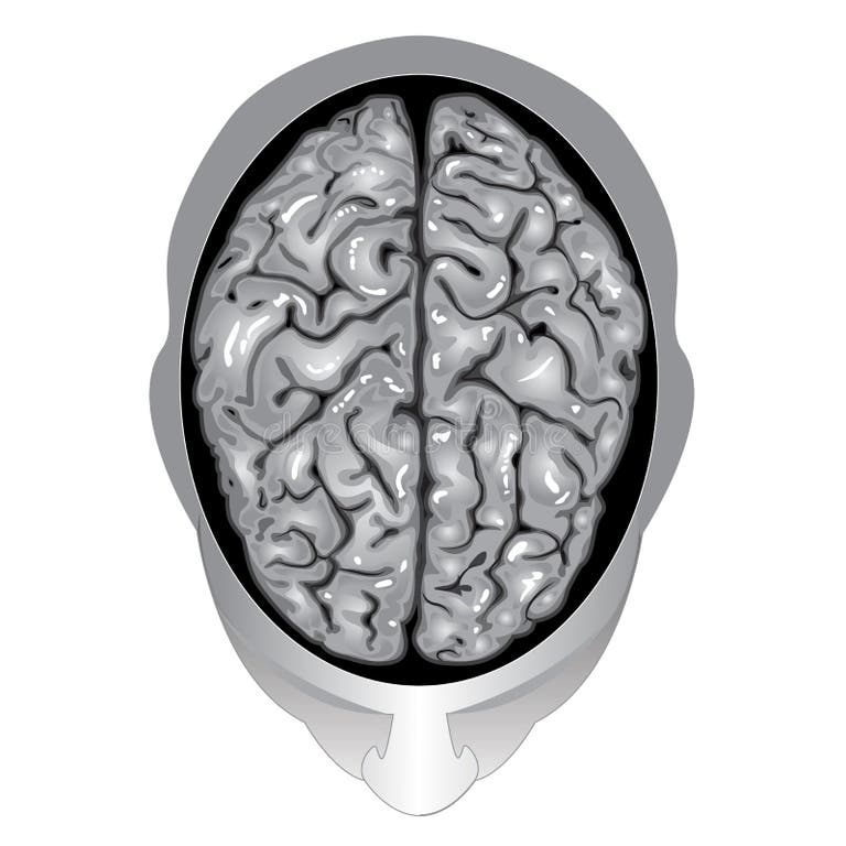 Human Brain Top View Stock Illustrations – 891 Human Brain Top View ...