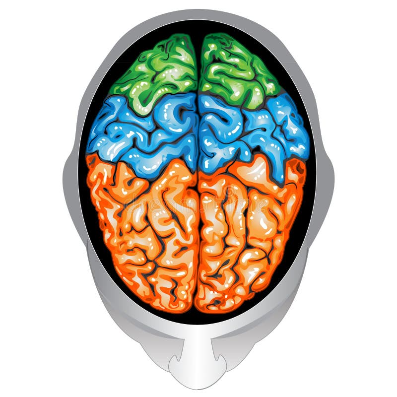 Human Brain Left and Right Functions Stock Illustration - Illustration ...