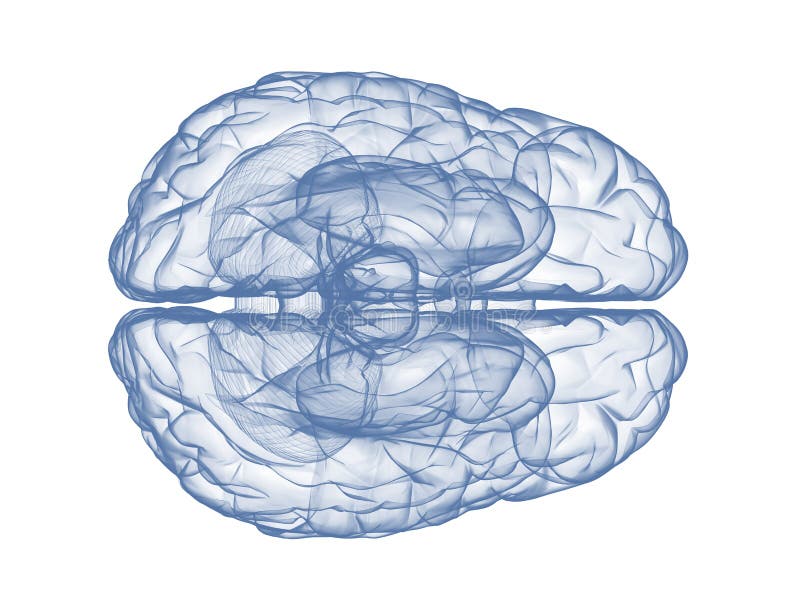 Human Brain Top View Stock Illustrations – 905 Human Brain Top View ...