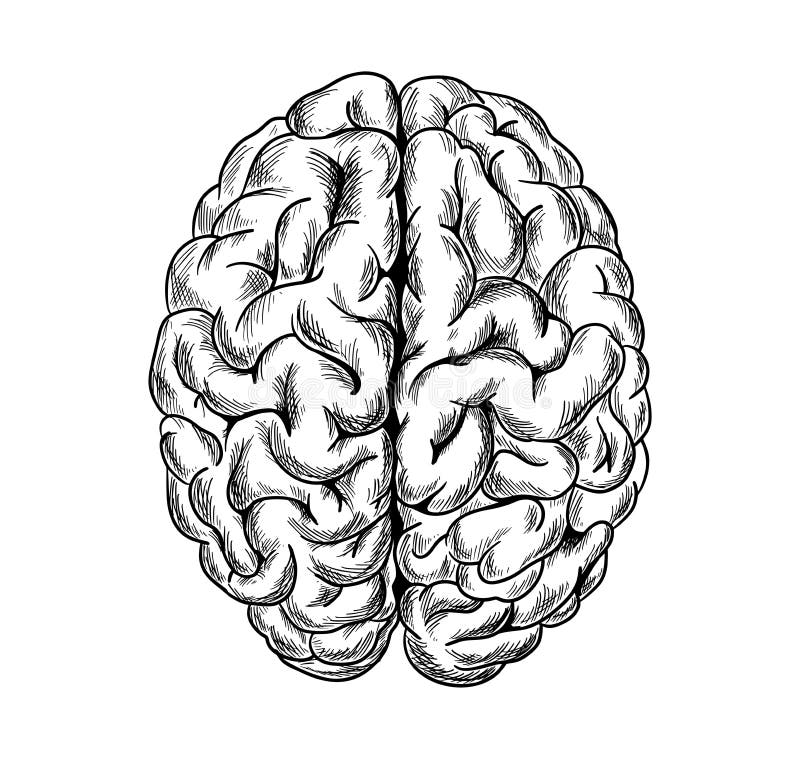 Human Brain, Top View, Hand Drawn Sketchy Vector Stock Vector ...