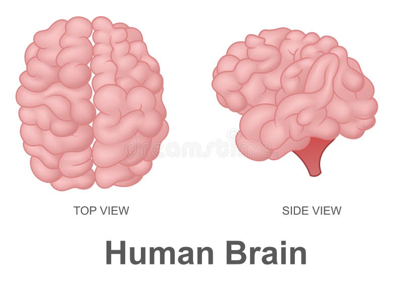 Human Brain in Top View and Side View Stock Vector - Illustration of ...