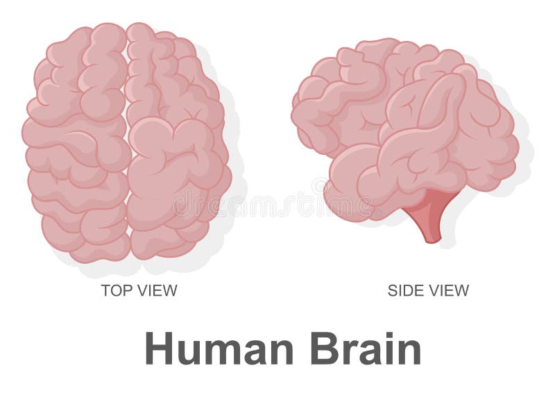 Human Brain in Top View and Side View Stock Vector - Illustration of ...