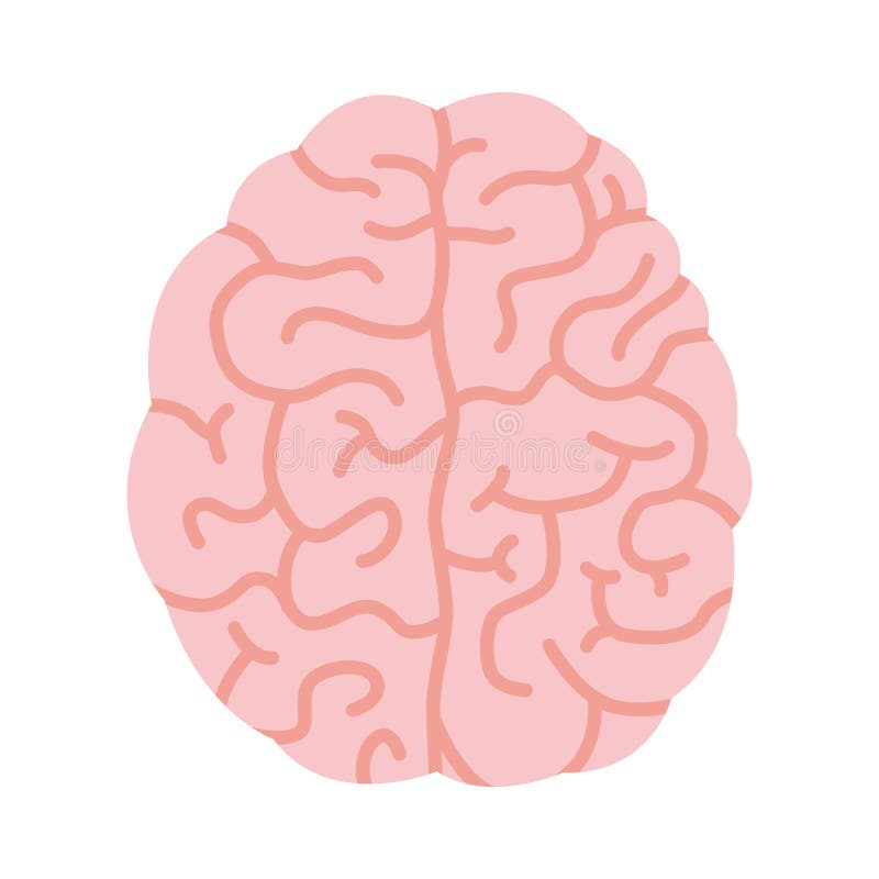 Brain Top View Vector Stock Illustrations – 788 Brain Top View Vector ...
