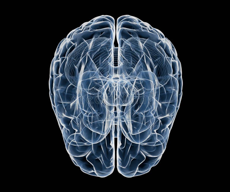 Human Brain Top View Stock Illustrations – 652 Human Brain Top View ...