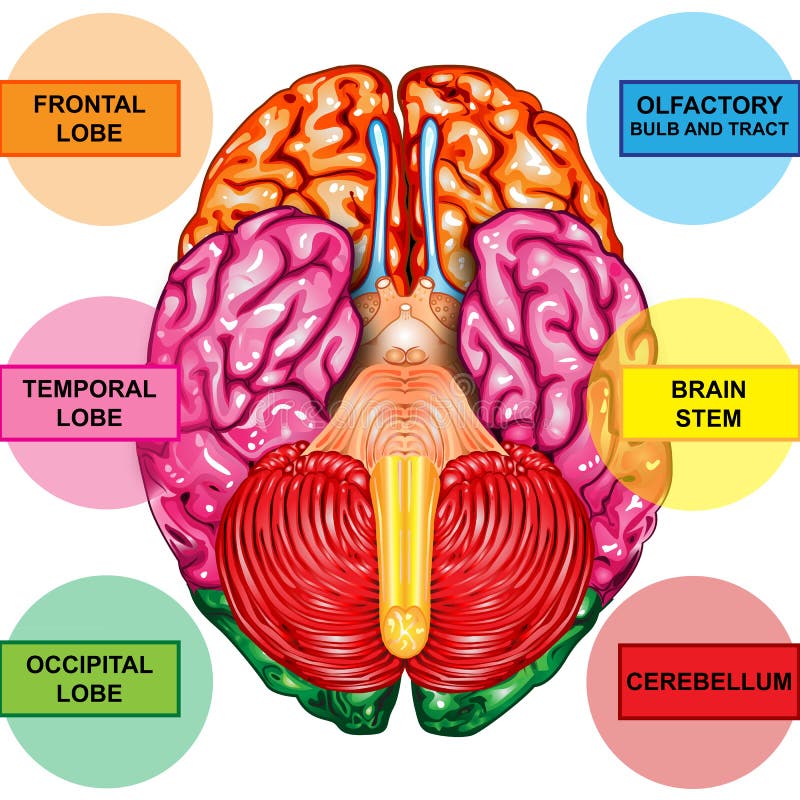 Inferior Brain Labeled Dorsal View Of The Brain [License: Kenhub]