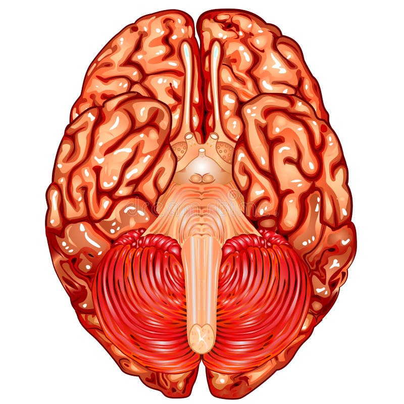 Human brain frontal view stock illustration. Illustration of cray ...