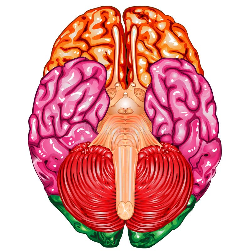Brain Inferior View