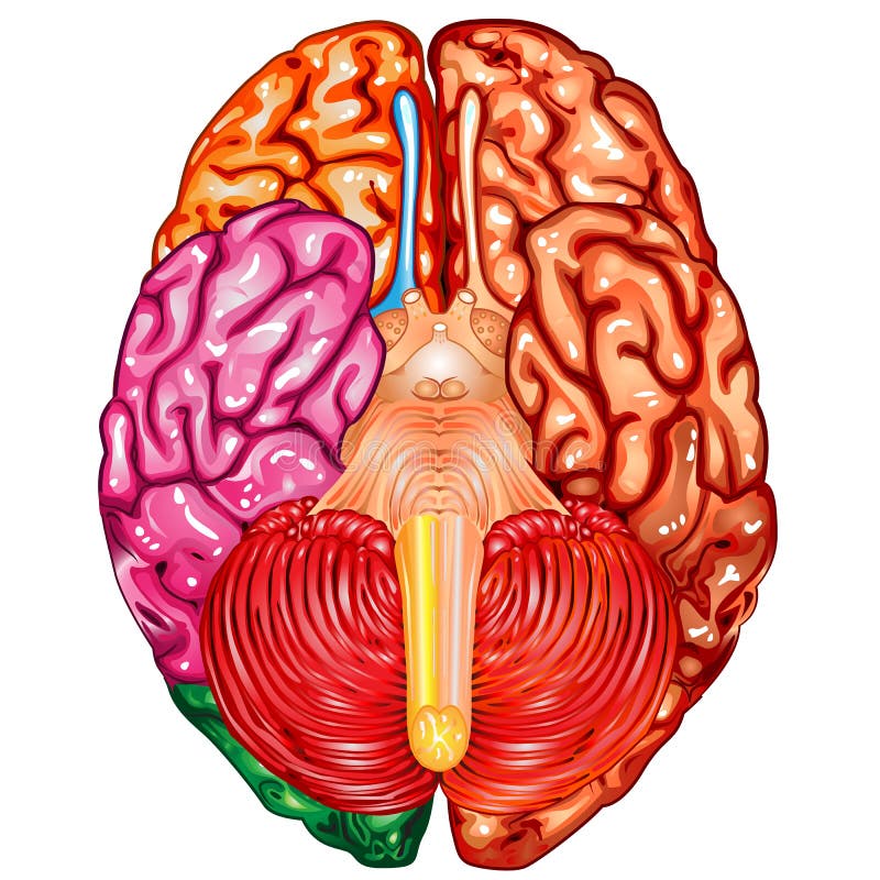 Cartoon Human Brain Anatomy in a Cut. Vector Stock Vector ...