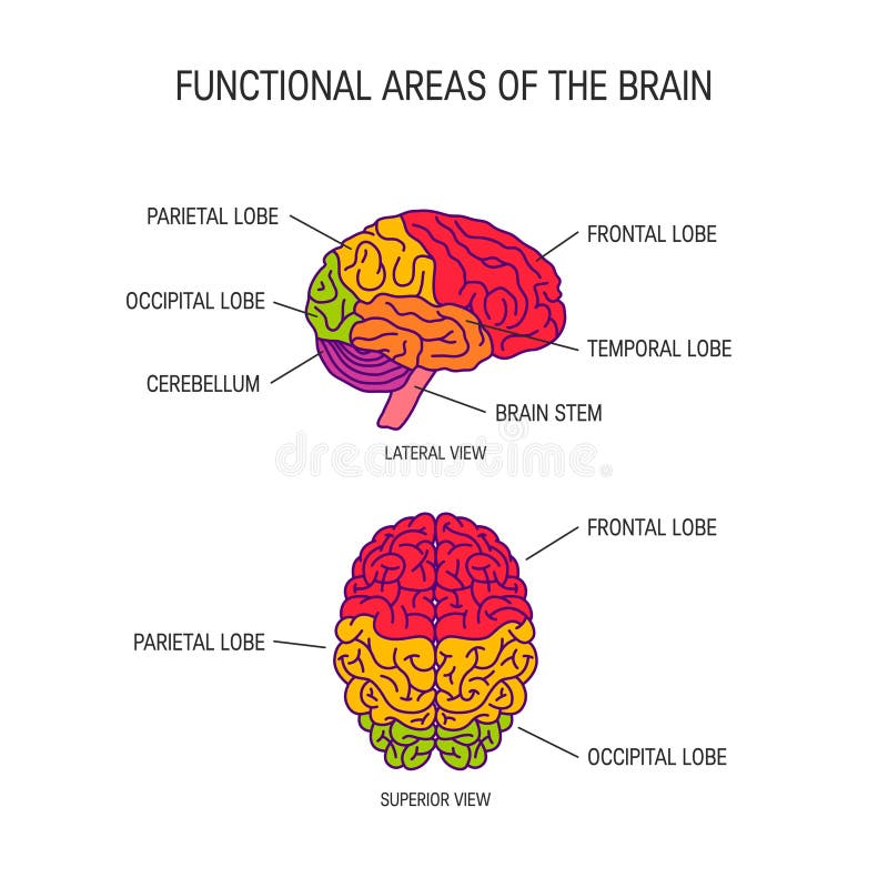 Functional Areas of the Brain Stock Vector - Illustration of medicine ...