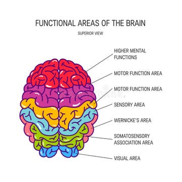 Functional Brain Areas Stock Illustrations – 18 Functional Brain Areas ...