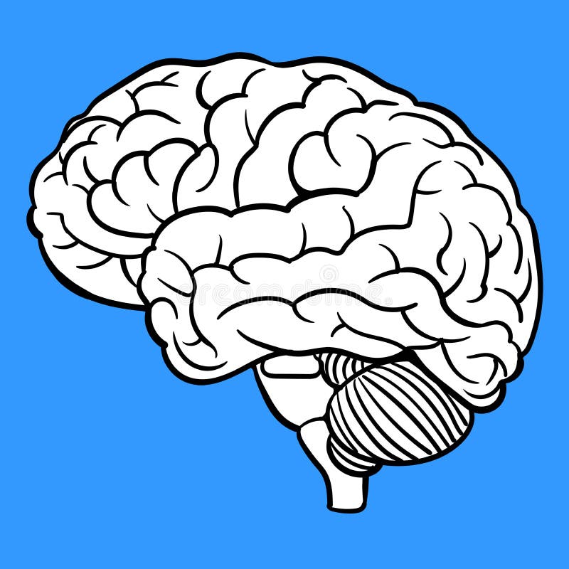 Human Brain Icon in Outline Style Isolated on White Background. Human ...