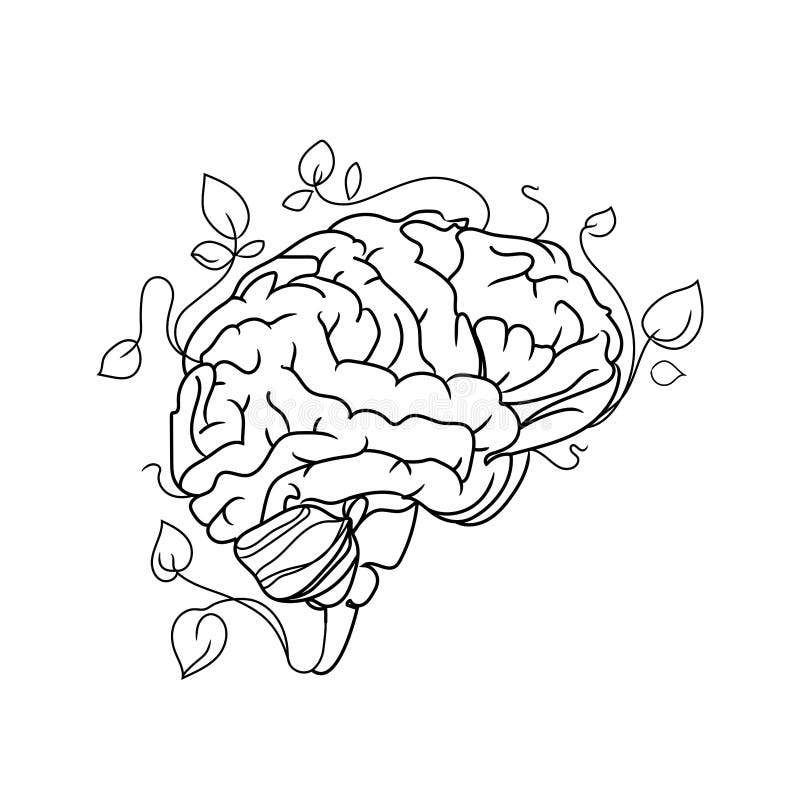 Human Brain Minimal Art Line Drawing Vector Illustration.Brain with ...