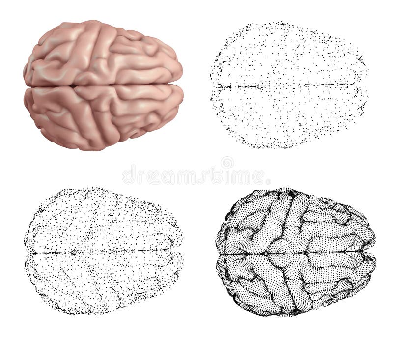 Human Brain. Vector Set in Different Styles Stock Vector - Illustration ...