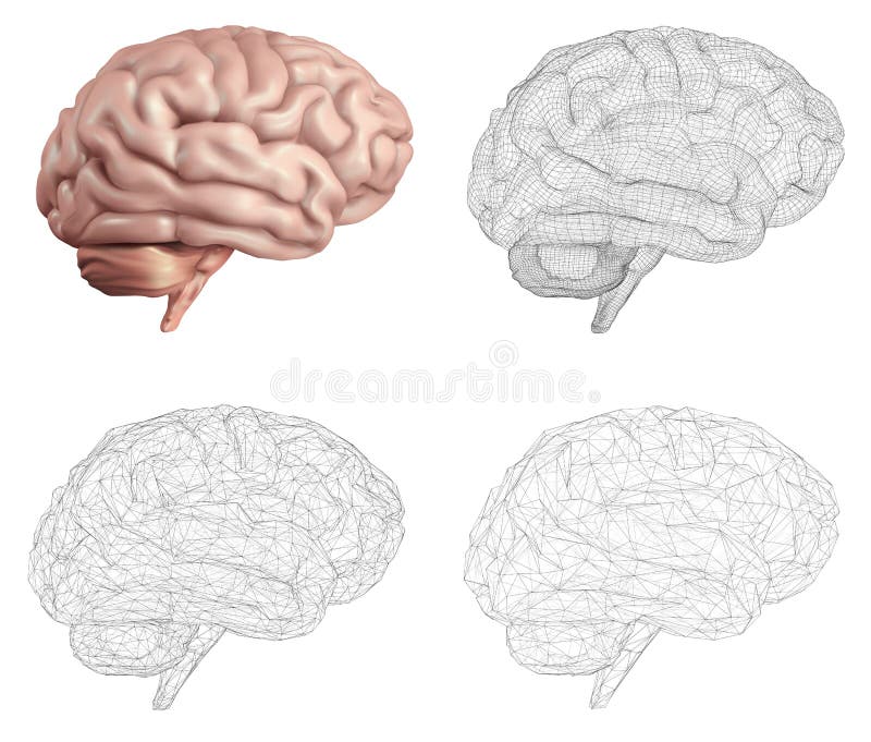 Human Brain. Vector Set in Different Styles Stock Vector - Illustration ...