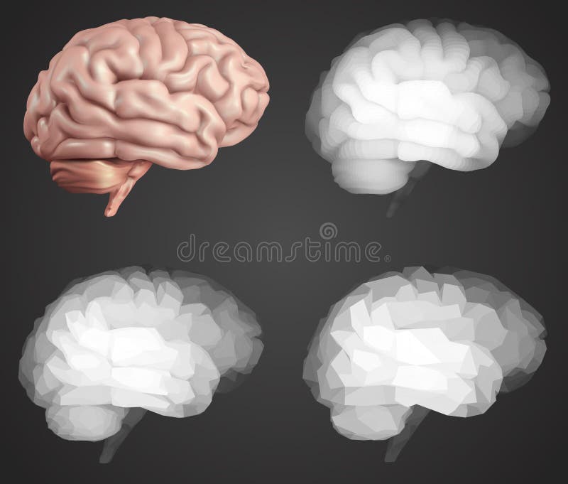 Human Brain. Vector Set in Different Styles Stock Vector - Illustration ...