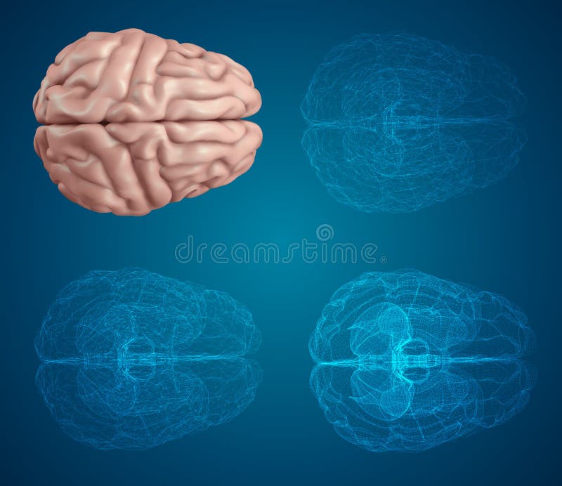 Human Brain. Vector Set in Different Styles Stock Vector - Illustration ...