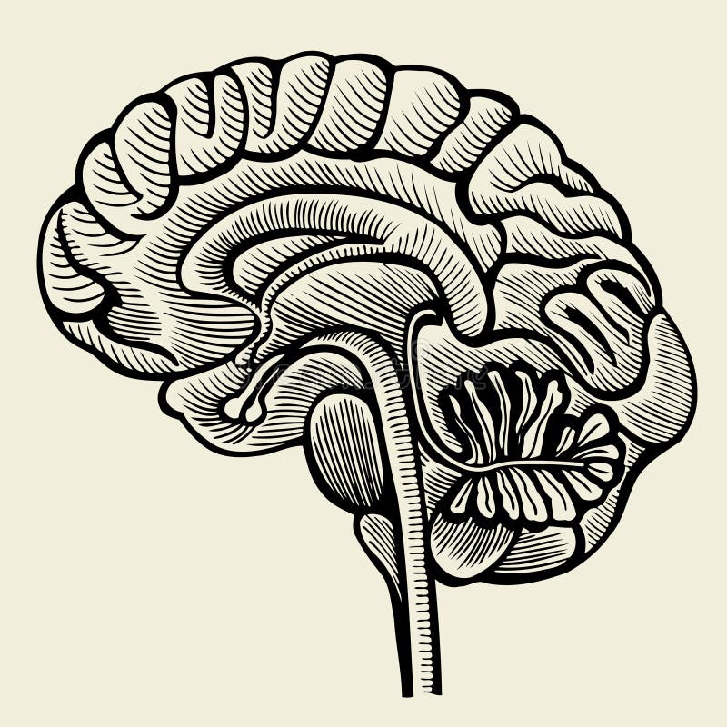 Human Brain - Vintage Engraved Illustration Stock Vector - Illustration ...