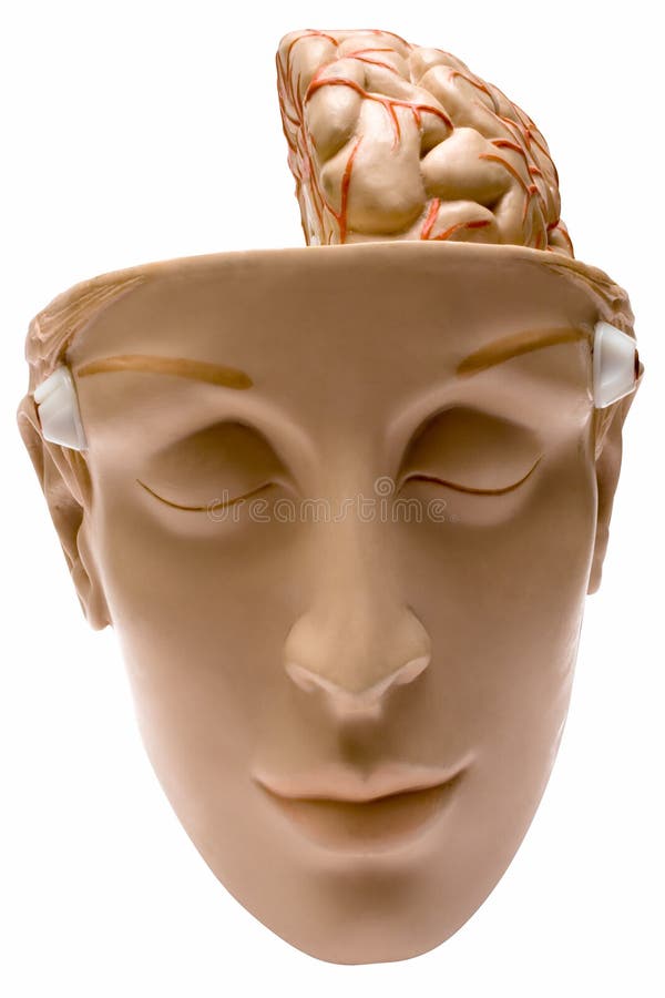 Human Brain W/ Path (Front View) Stock Photo - Image of clipping ...