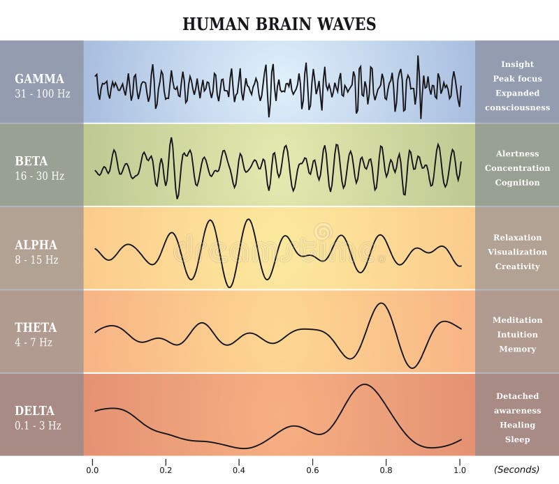 Human Brain Waves Diagram Chart Illustration Stock Vector