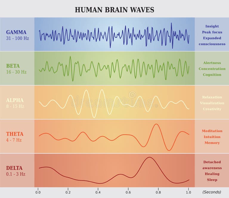 Human Brain Waves Diagram / Chart / Illustration Stock Vector ...