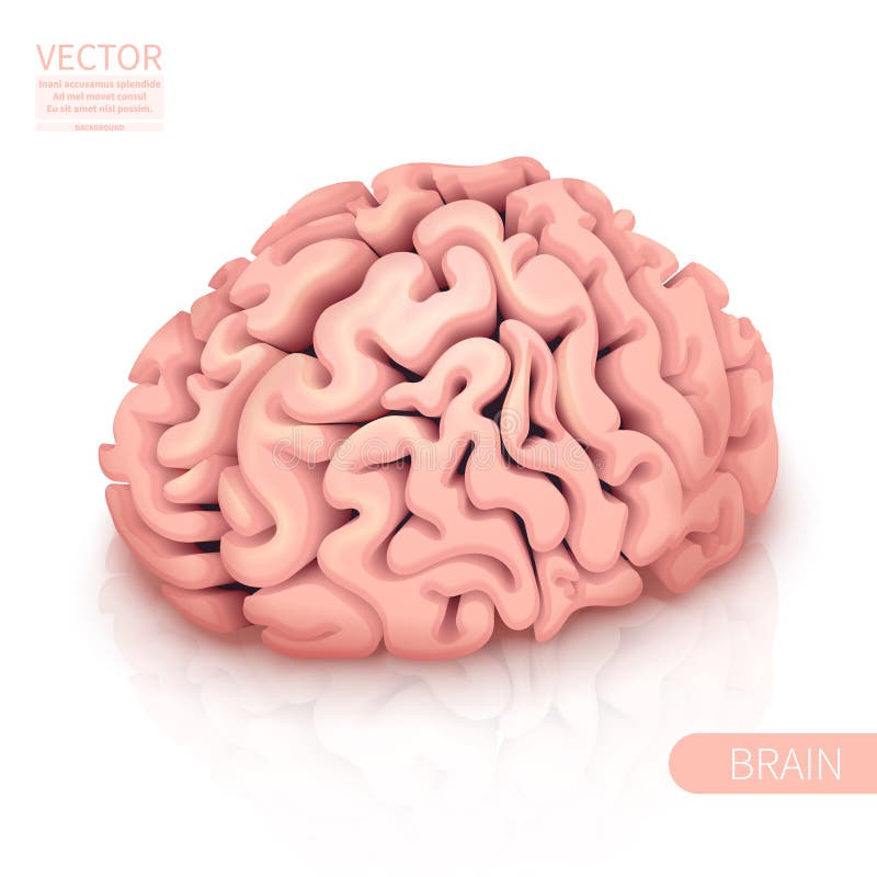 The Human Brain.Brain. on White Background. 3d Vector Icon. Stock ...