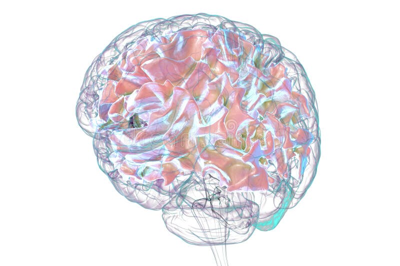 Human Brain with White Matter, Illustration Stock Illustration ...