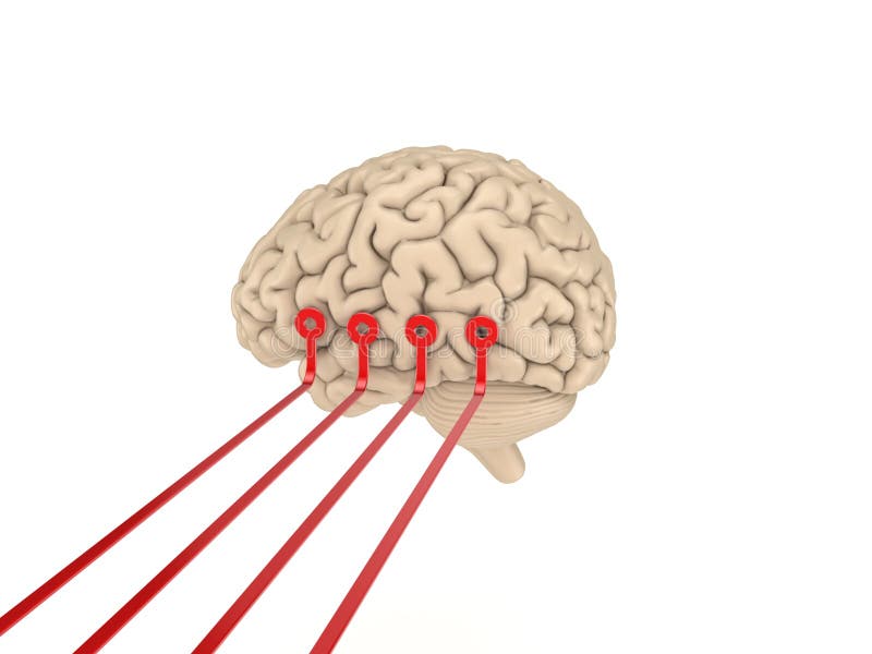 Human brain stock illustration. Illustration of information - 55417162