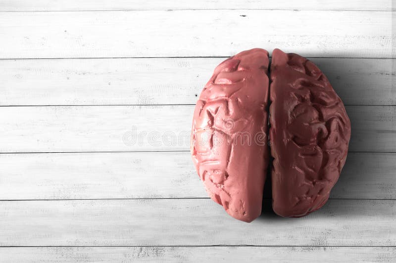 The human brain stock image. Image of brain, shape, medical - 196268401