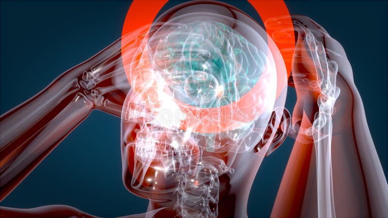 Human and Brain Xray, Human Anatomy, 3D Illustration Stock Illustration ...