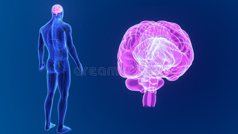 Human Brain zoom with body stock footage. Video of circulatory - 90519850