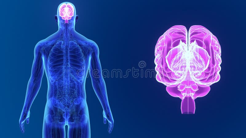 Zoom Brain Stock Footage & Videos - 179 Stock Videos