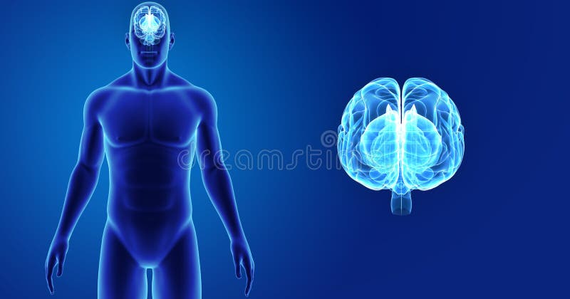 Human Brain Zoom with Body Anterior View Stock Illustration ...
