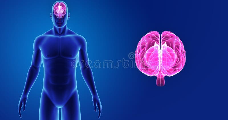 Human Brain Zoom with Body Anterior View Stock Illustration ...