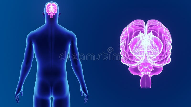 Human Brain, Parkinson Disease, Alzheimer Awardness, Mental Disorder ...