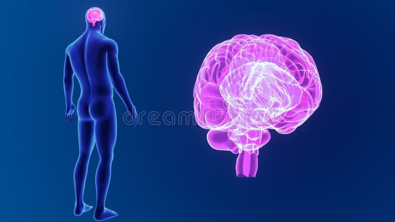 Human Brain, Parkinson Disease, Alzheimer Awardness, Mental Disorder ...