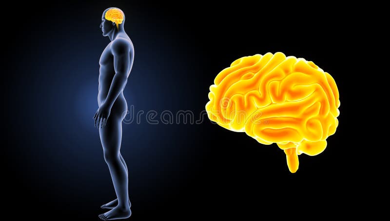 Human Brain Zoom with Body Lateral View Stock Illustration ...