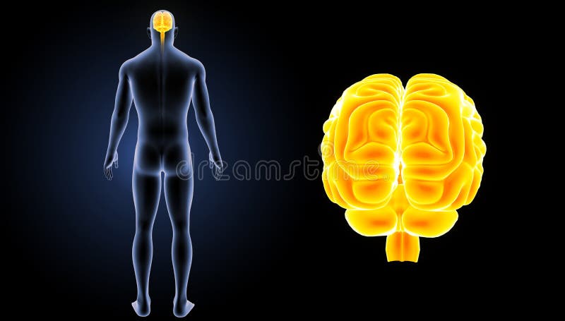 Human Brain Zoom with Body Posterior View Stock Illustration ...