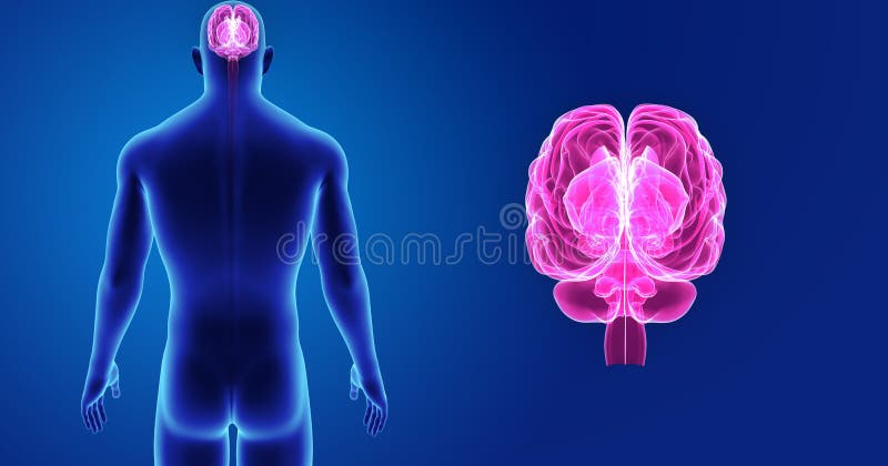 Human Brain Zoom with Body Posterior View Stock Illustration ...