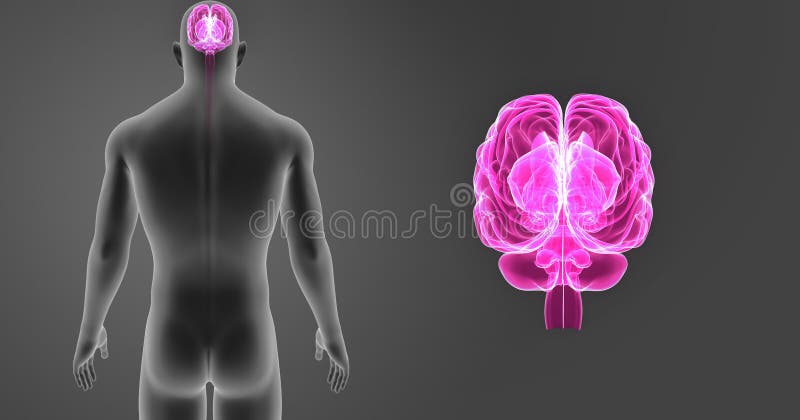 Human Brain Zoom with Body Posterior View Stock Illustration ...