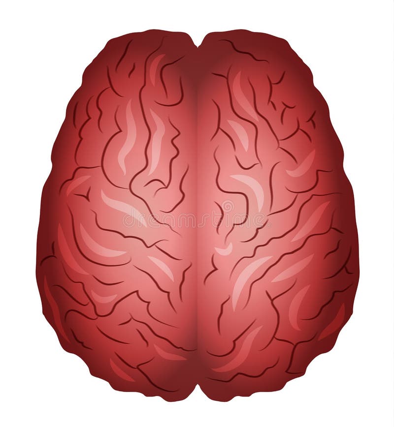 Human Brains Picture. Image: 36581513