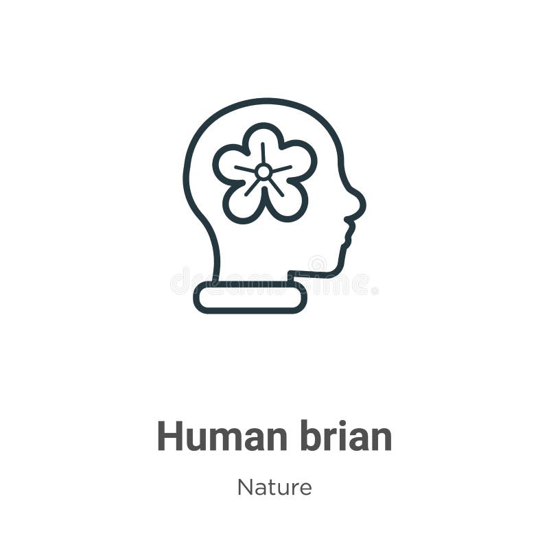 Human Brian Outline Vector Icon. Thin Line Black Human Brian Icon, Flat ...