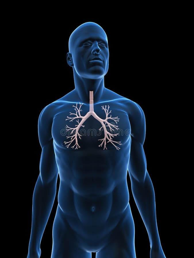 Human bronchi stock illustration. Illustration of transparent - 10245758