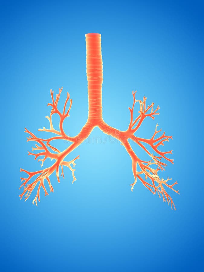 Human bronchi stock illustration. Illustration of drawing - 5971247