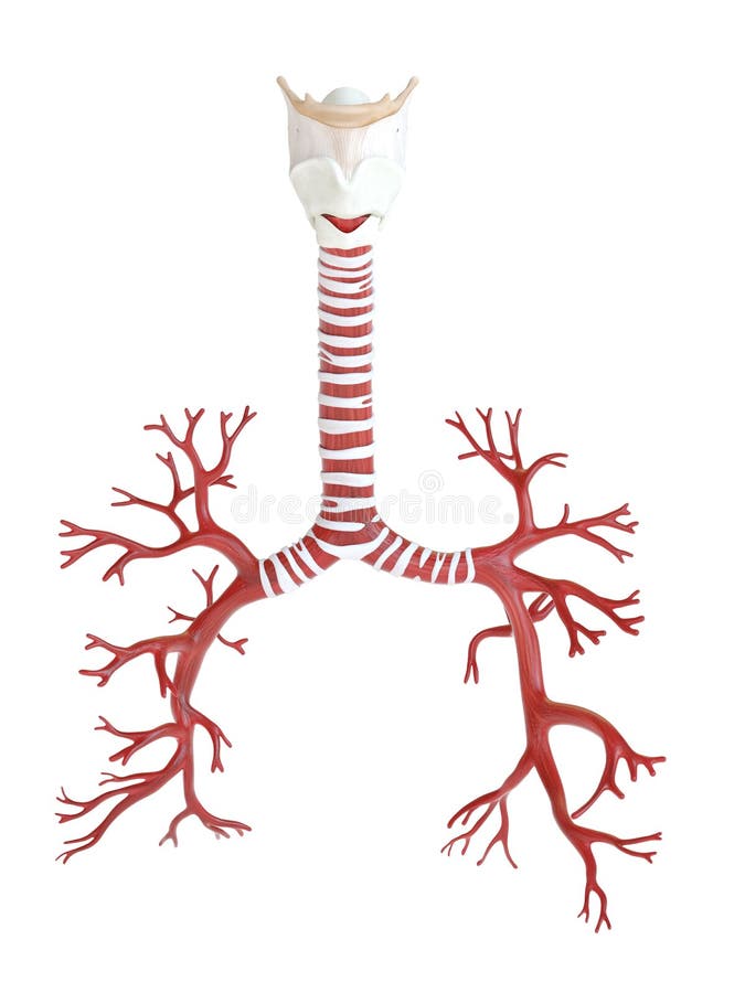 Human bronchi stock illustration. Illustration of drawing - 5971247
