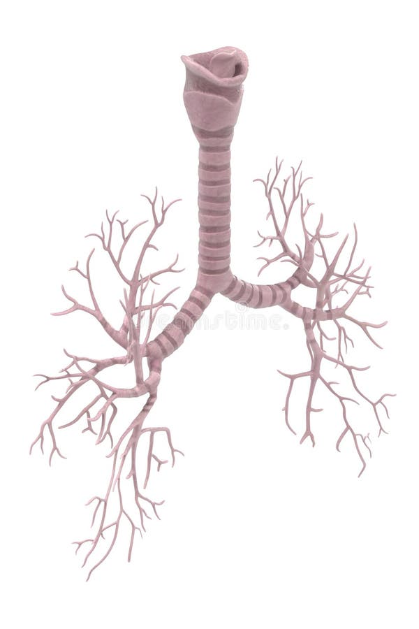 Human bronchi stock illustration. Illustration of anatomy - 70608060