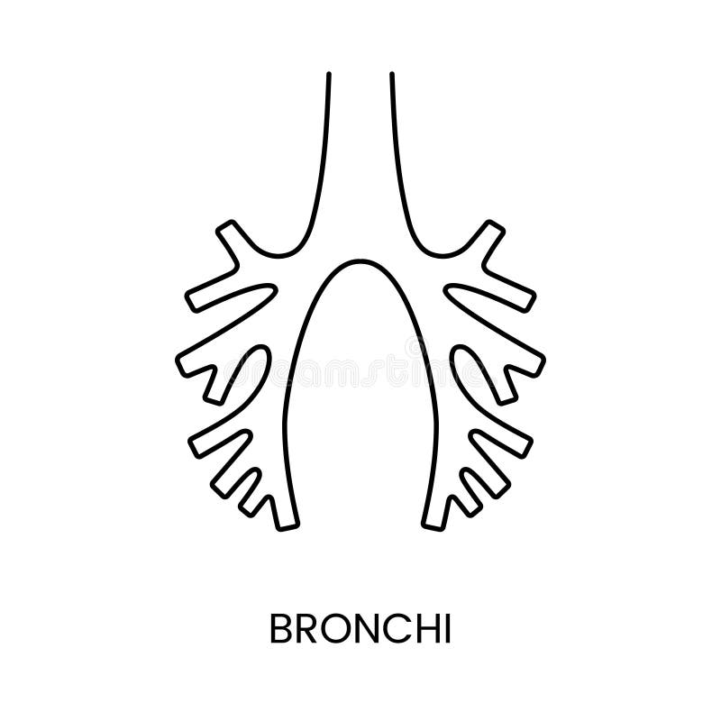 Human Bronchi Icon Line in Vector, Anatomical Illustration of an ...