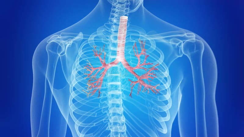 The human bronchi stock footage. Video of science, anatomy - 140264844