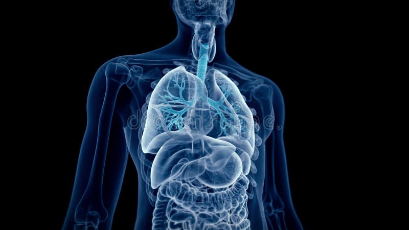 The human bronchi stock video. Video of transparent, biology - 69557077